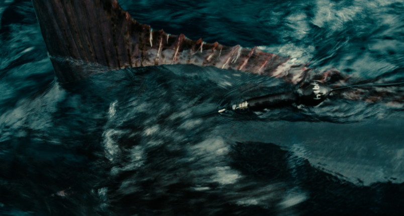 Home - The Billfish Foundation