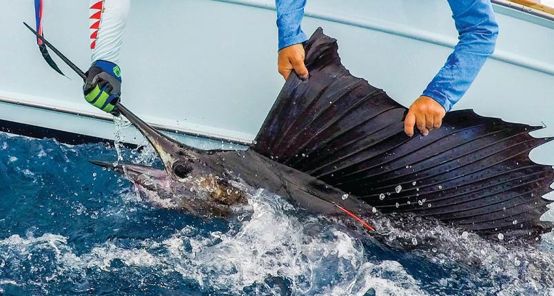 Home - The Billfish Foundation