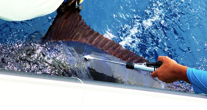 Home - The Billfish Foundation