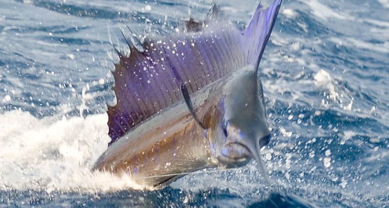 Home - The Billfish Foundation