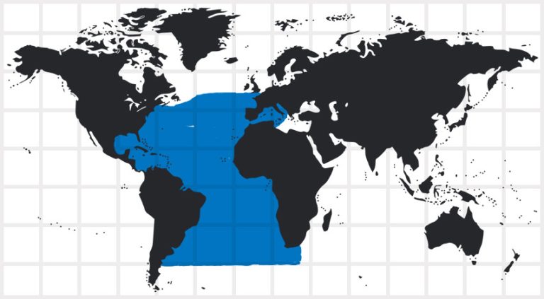 Species Identification - The Billfish Foundation