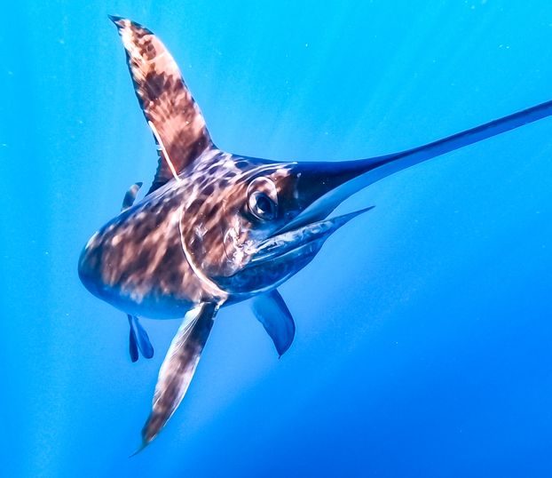 Swordfish - The Billfish Foundation