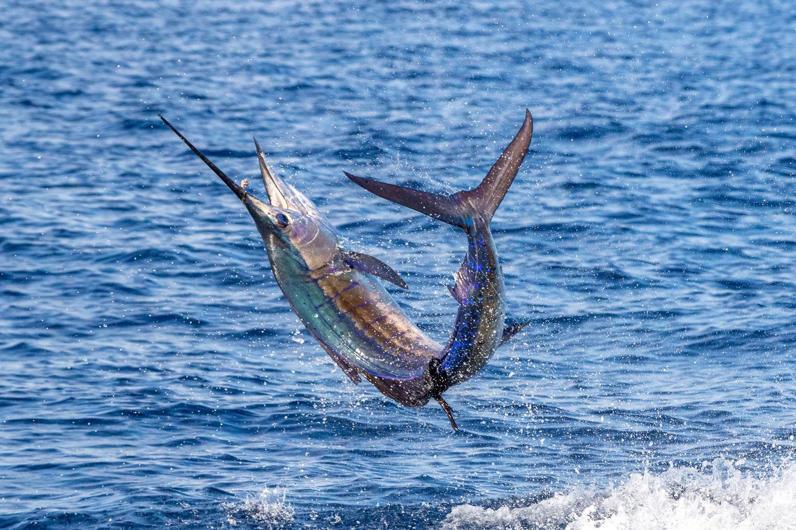 Sailfish - The Billfish Foundation