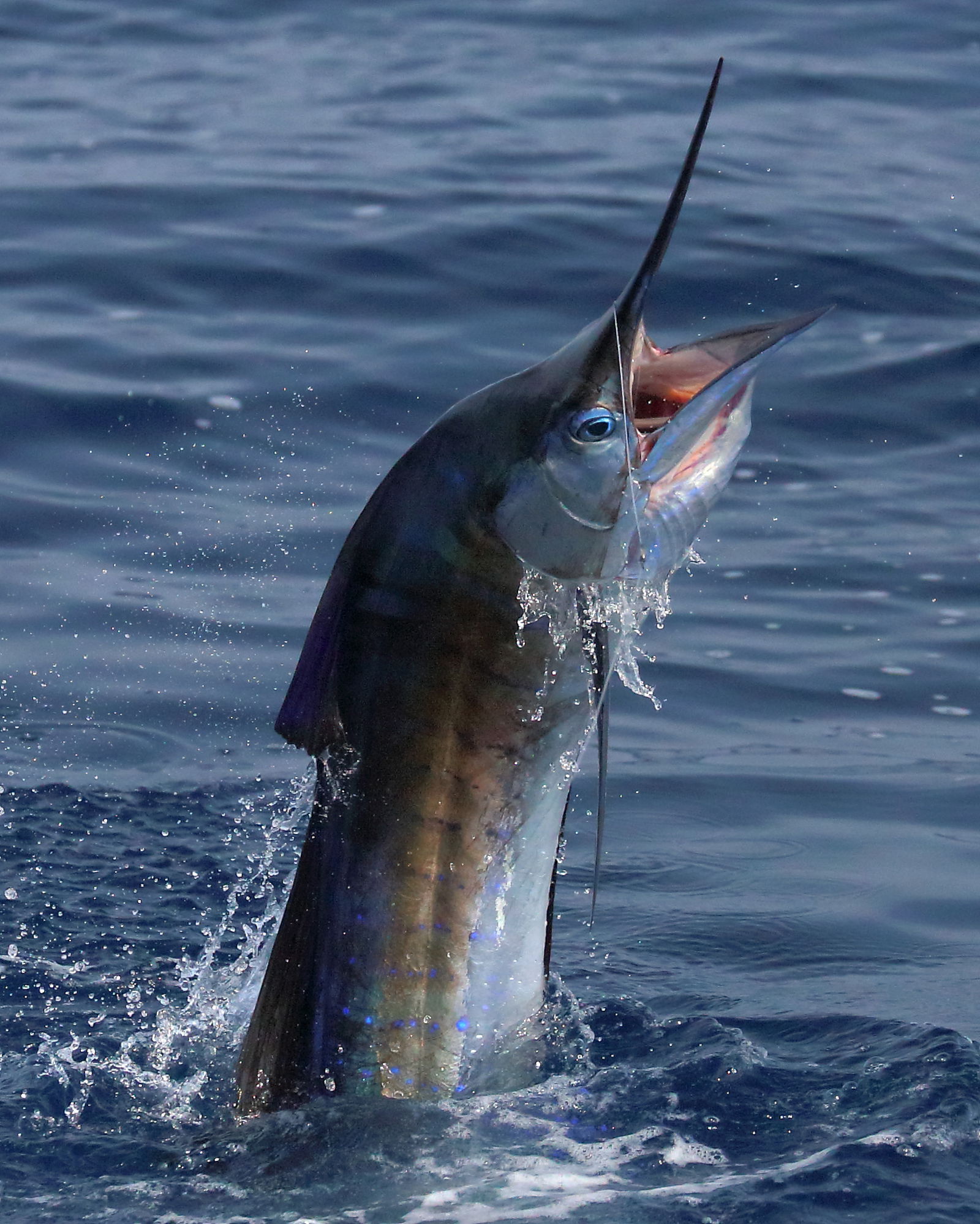 Billfish Tag & Release Competition Deadline Approaching | Submit Your ...