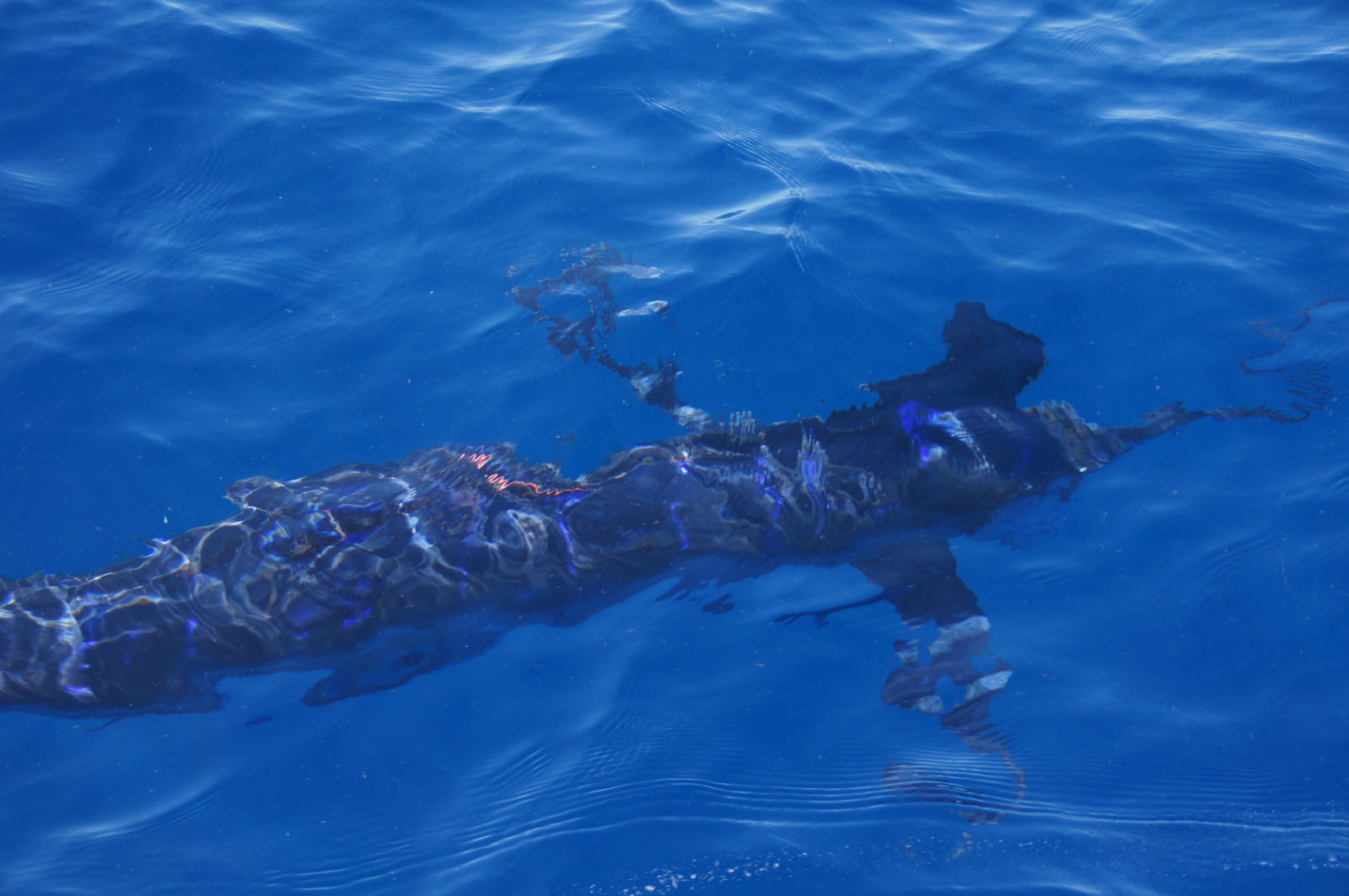 Striped Marlin Color Changes: New Study Reveals Predatory Fish ...