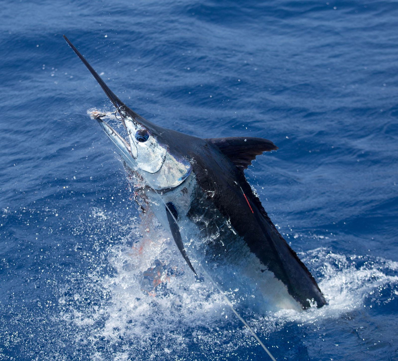 TBF 6-Month Competition Update: Current Standings & Leaders 2024