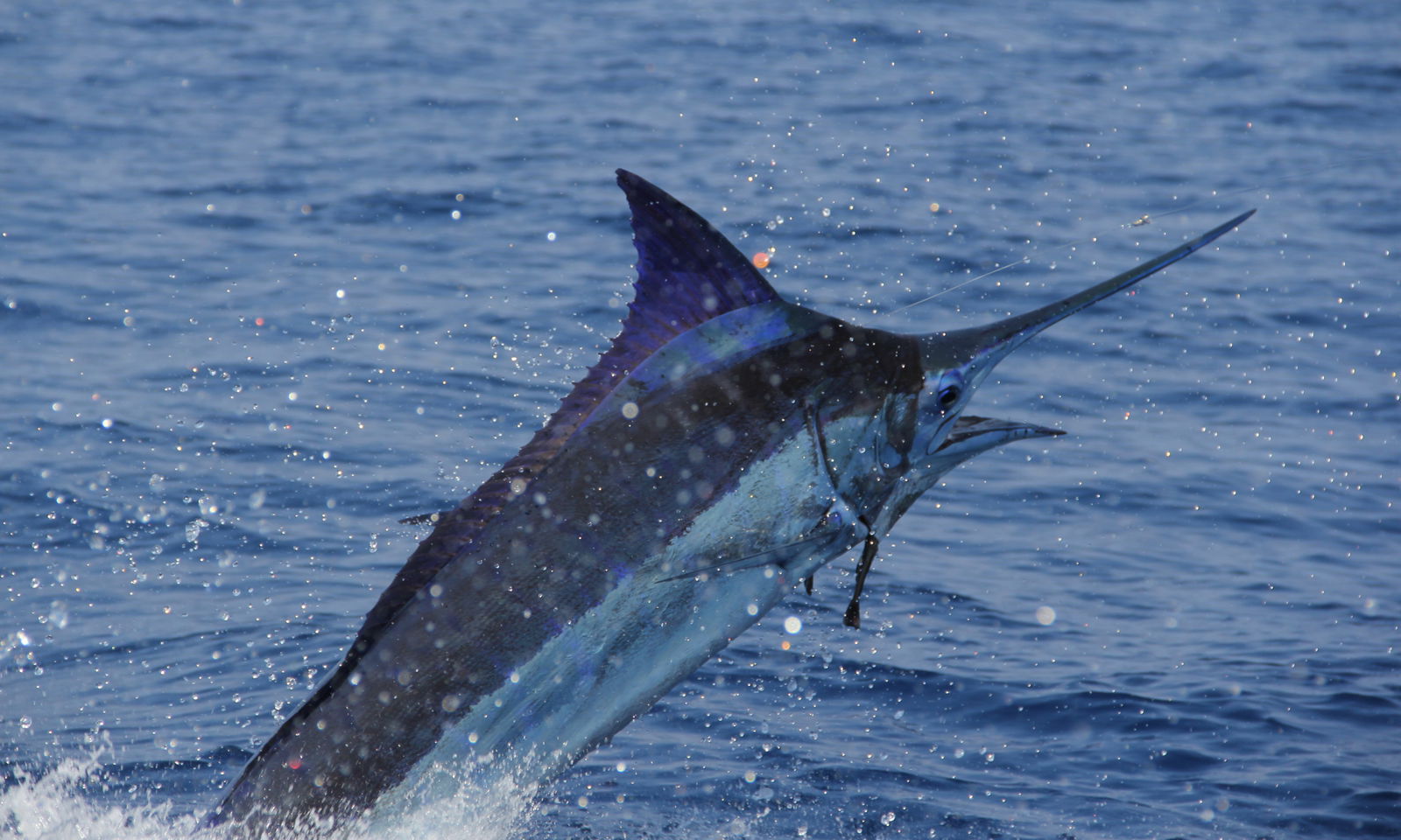 Overfished Atlantic Blue Marlin: Lack of Protections in Final Amendment 15
