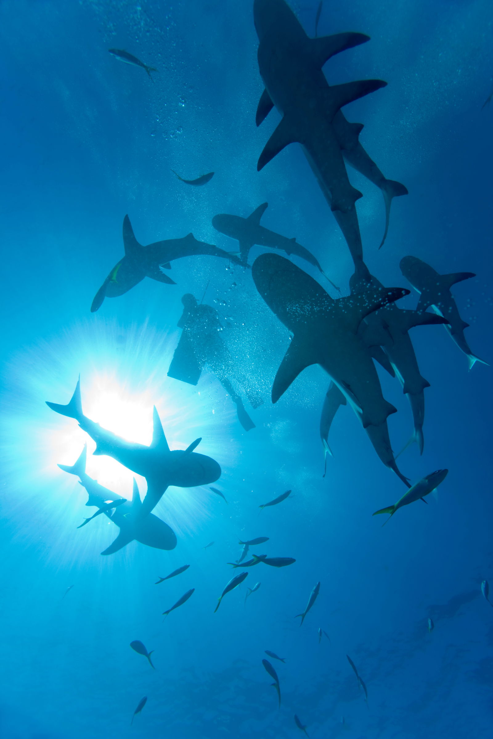 Lulu's Law: U.S. Senator Katie Britt Introduces Legislation for Shark ...