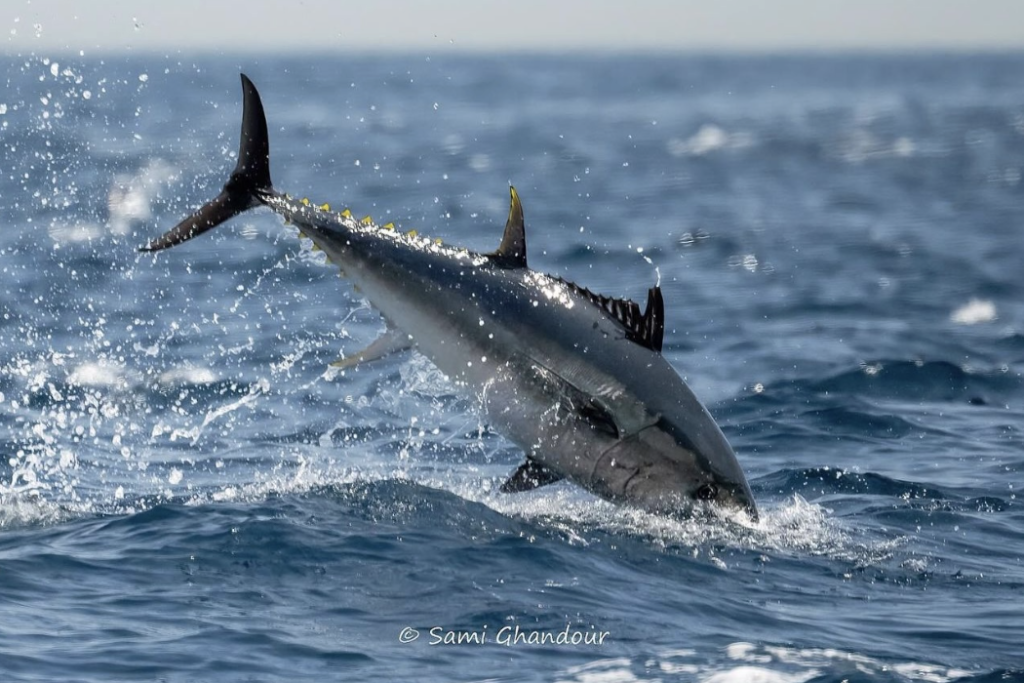 Home - The Billfish Foundation