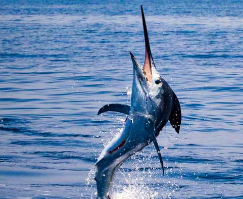 TBF Reports - The Billfish Foundation