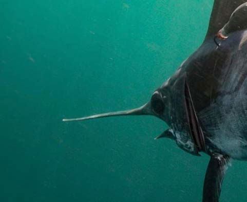 Tagging Equipment - The Billfish Foundation