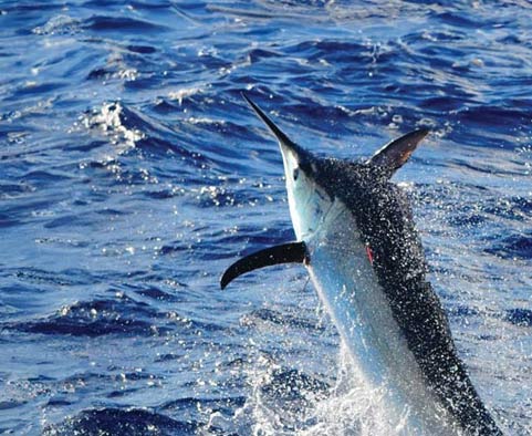 Tag & Release Guide - The Billfish Foundation