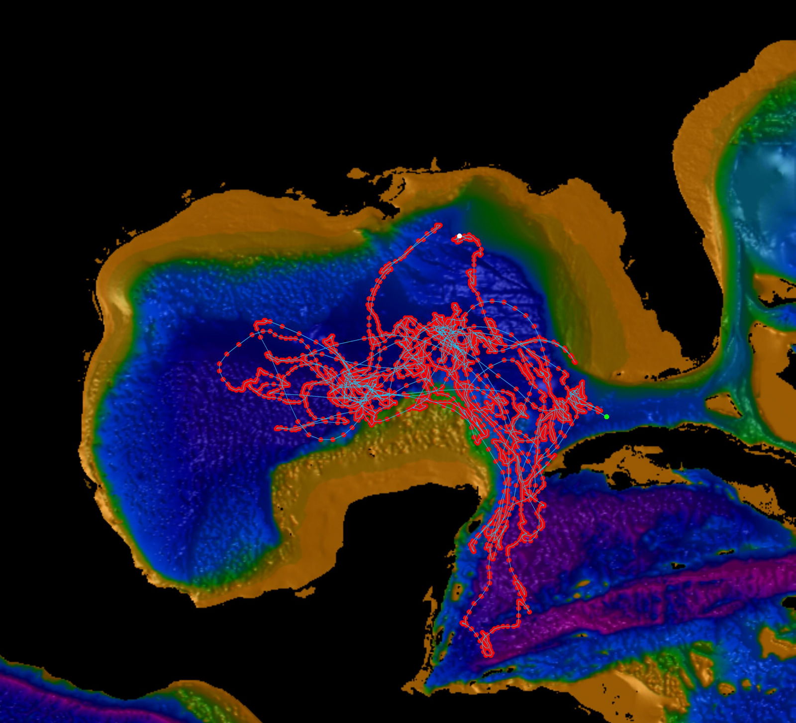 Marlin Satellite Tag Data Analysis: Insights from TBF's First 12 Month ...