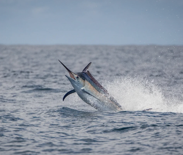 International Tagging Initiative by The Billfish Foundation | Promoting ...